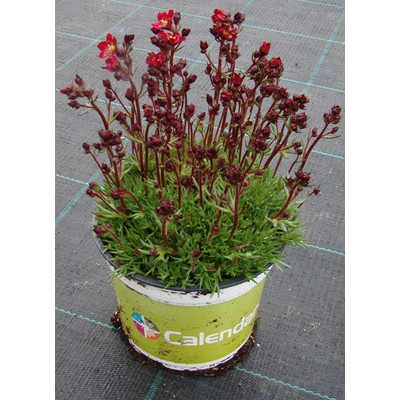 Saxifraga arendsii 'Touran Deep Red' - Kőtörőfű