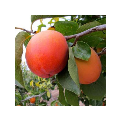 Diospyros kaki 'Rojo / Rosso Brillante' - Datolyaszilva