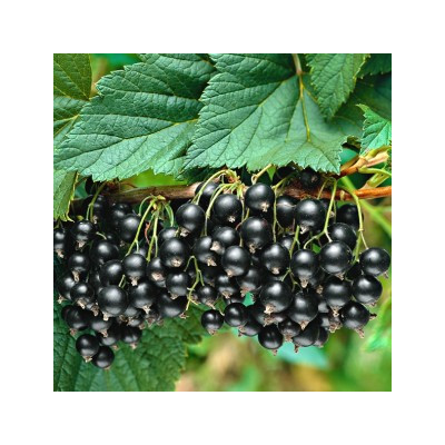 Ribes nigrum 'Fertődi 1' - Fekete ribizli