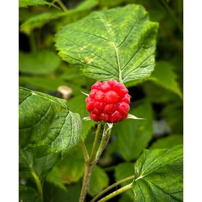 Rubus idaeus 'Blissy' (syn.: 'Autumn Bliss') - Folytontermő rezisztens ...