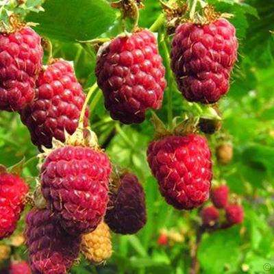 Rubus idaeus 'Malling Promise' – Óriás, bőtermő málna