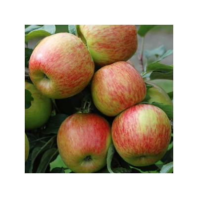 'Braeburn' alma