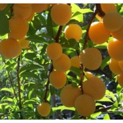 'Runnaja' japán szilvafa (konténeres) – mirabolán alanyon