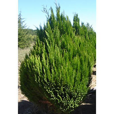 Chamaecyparis lawsoniana 'Erecta Viridis' - Zöld oregoni hamisciprus