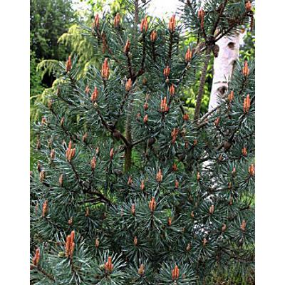 Pinus sylvestris 'Chantry Blue' – Erdeifenyő