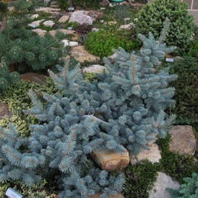 Picea pungens 'Glauca Procumbens' – Ezüstfenyő