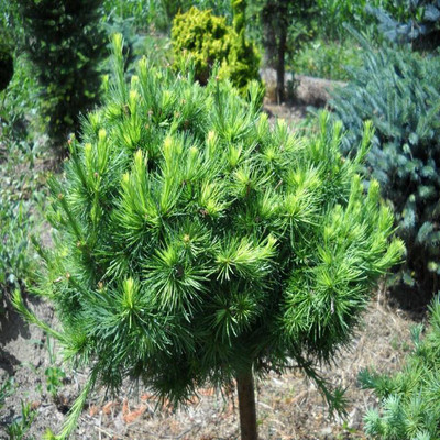 Larix decidua 'Globus' – Vörösfenyő