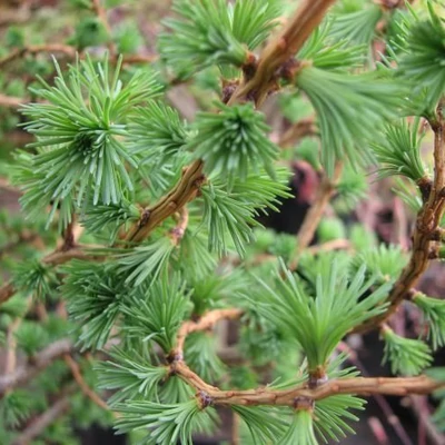Larix decidua 'Horstmann Recurved' – Vörösfenyő (lombhullató)