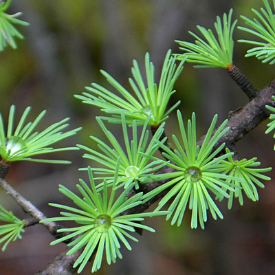 Larix laricina 'Dvergvorm' – Amerikai vörösfenyő