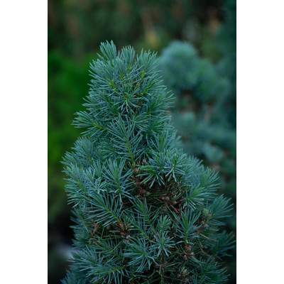 Picea glauca 'Sander's Blue' – Kék cukorsüvegfenyő