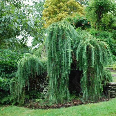 Larix decidua 'Pendula' – Vörösfenyő