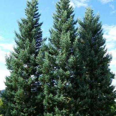 Sequoiadendron giganteum 'Glaucum' - Kék lombú óriás mamutfenyő