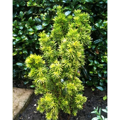 Taxus x media 'Stricta Viridis' – Tiszafa