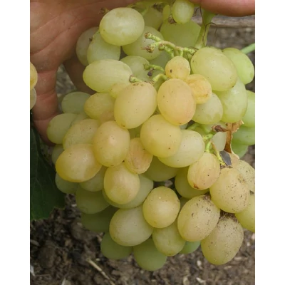 'Sarolta' csemegeszőlő