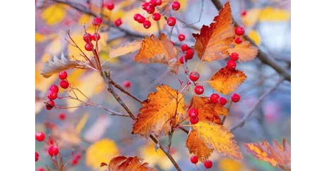 Őszi éjjel izzik az ehető, tövistelen galagonya ruhája