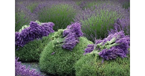 Levendula ültetési, gondozási tudnivalók - Megyeri Szabolcs kertészete