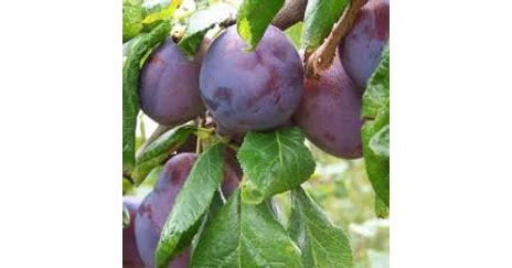 Anna Spath szabadgyökerű szilva gondozása