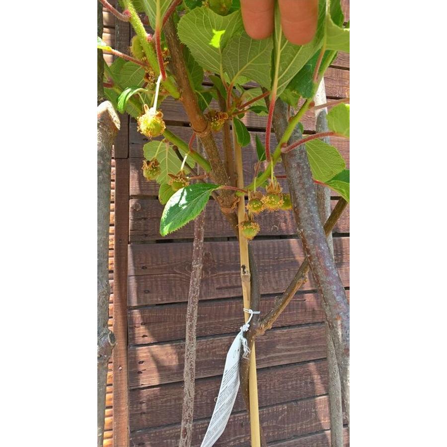 Actinidia deliciosa 'Jenny' - Öntermékeny kivi