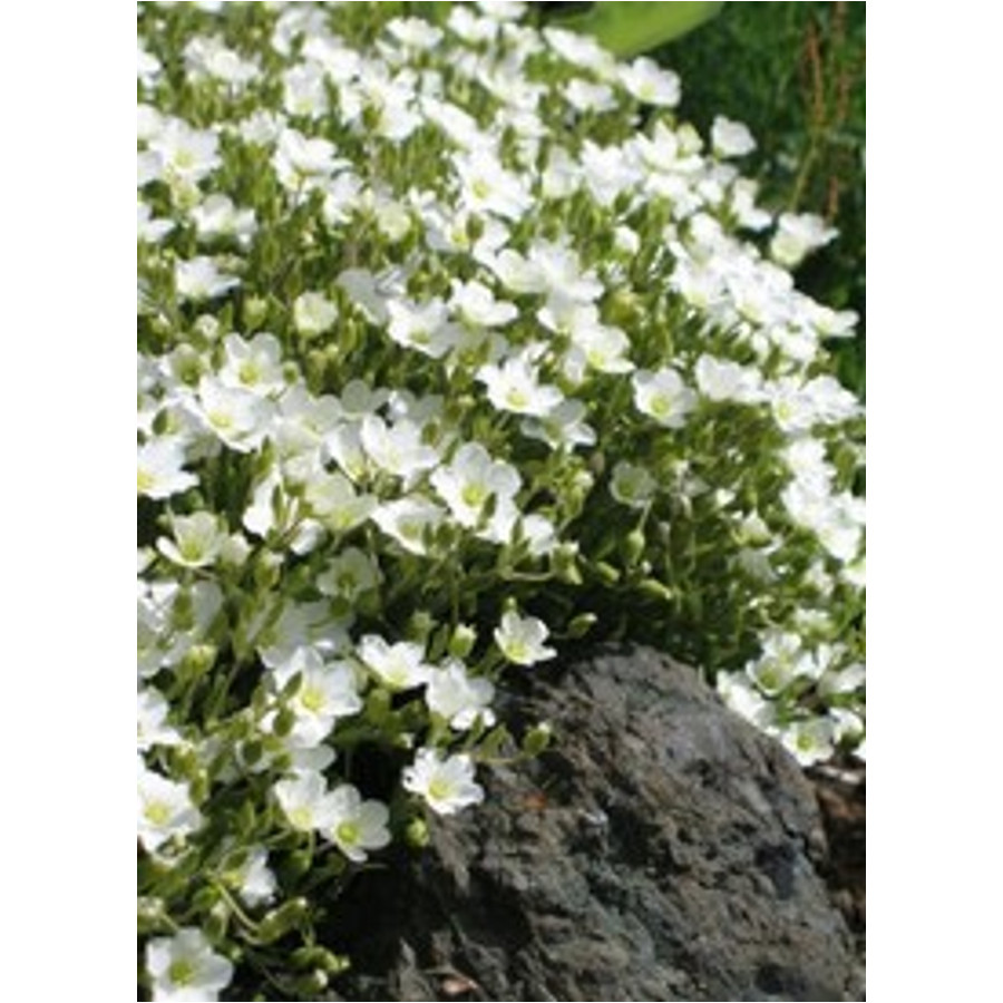 Arenaria montana 'Blizzard Compact' - Fehér hegyi homokhúr