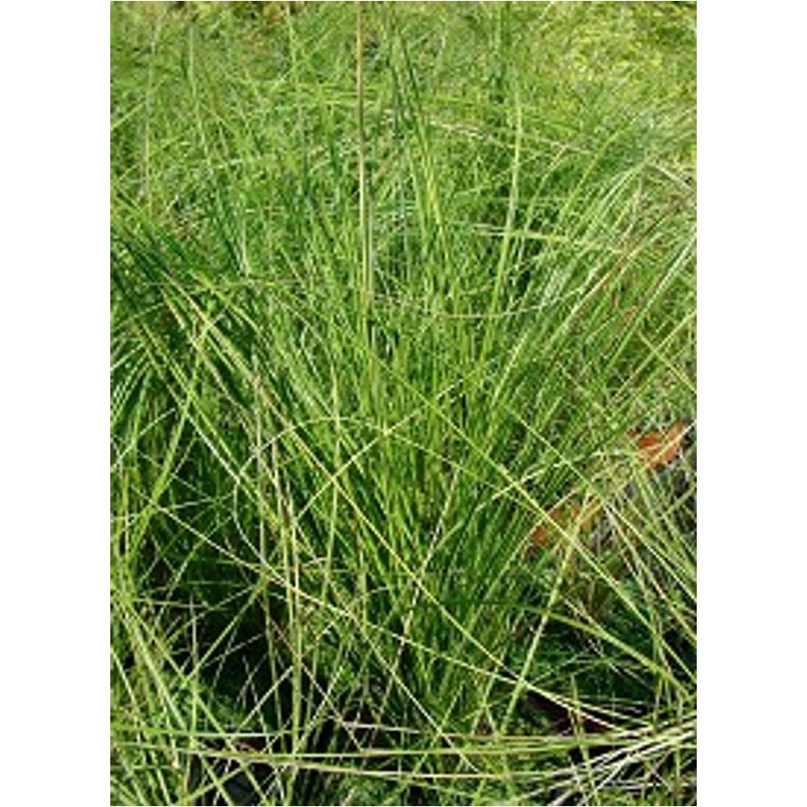 Carex testacea 'Lime Shine' - Sás (limezöld)
