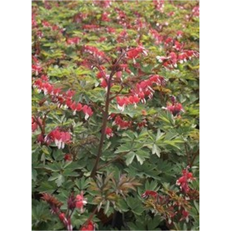 Dicentra spectabilis 'Valentine' - Nagy szívvirág (piros)