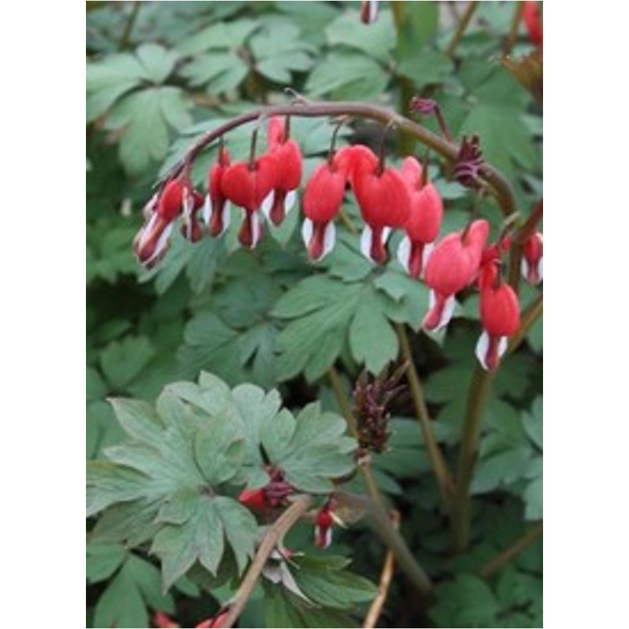 Dicentra spectabilis 'Valentine' - Nagy szívvirág (piros)