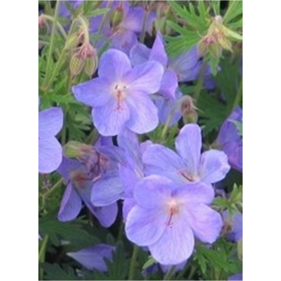 Geranium 'Johnson's Blue' - Kék gólyaorr