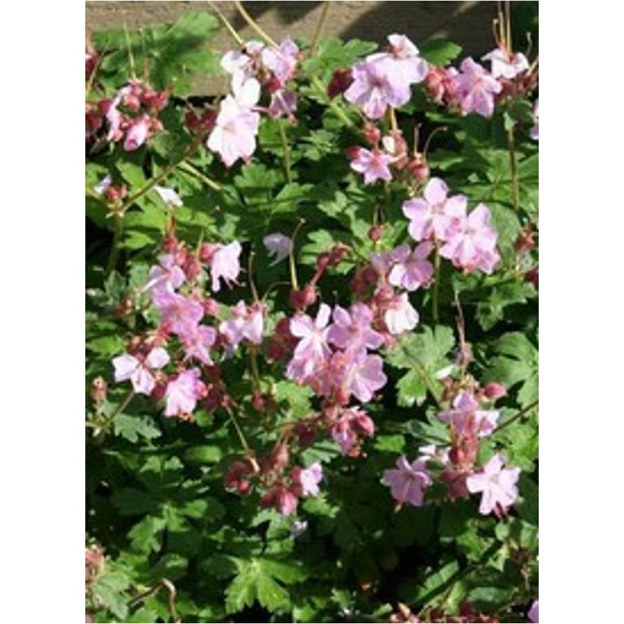 Geranium macrorrhizum 'Ingwersen's Variety' - Illatos gólyaorr (világos ...