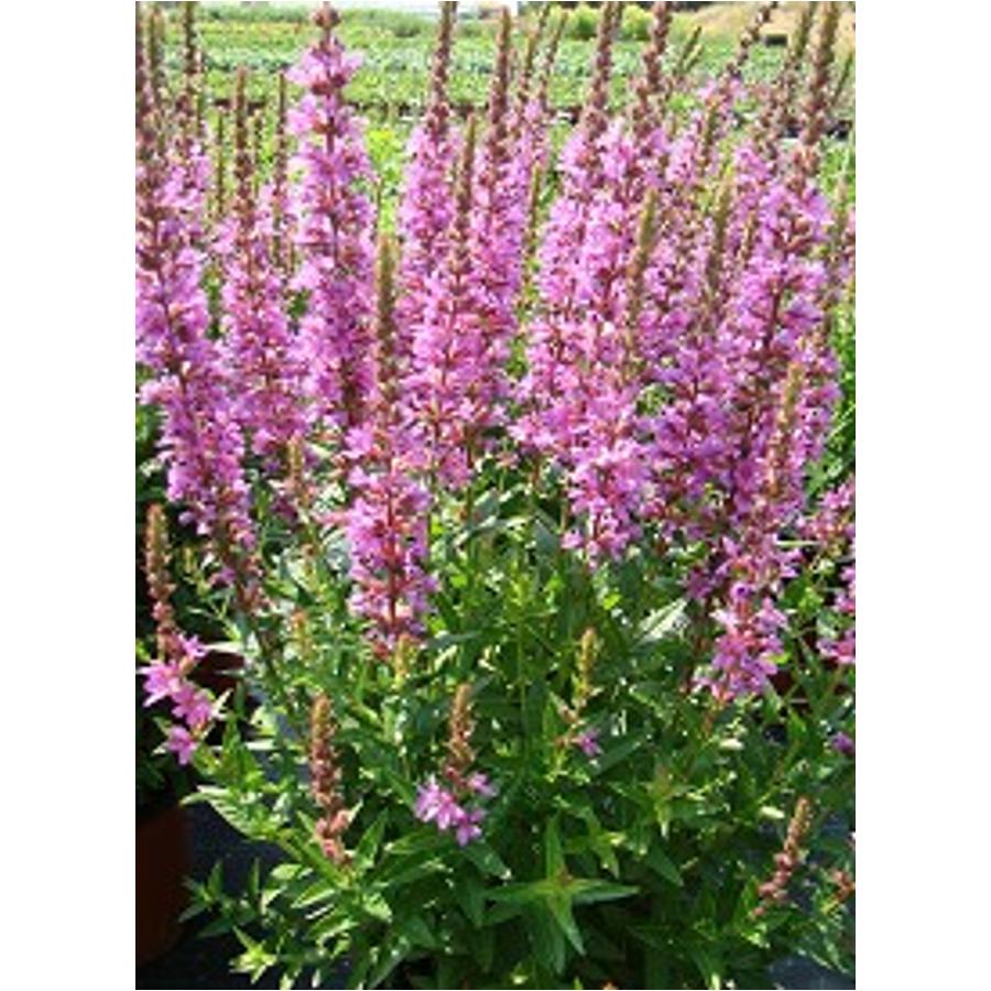 Lythrum salicaria 'Robin' - Réti füzény