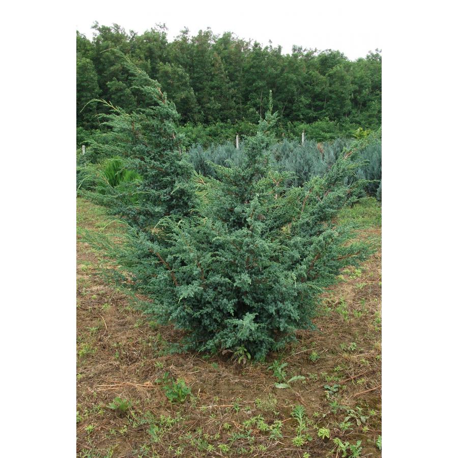 Juniperus chinensis 'Blue Alps' - Kínai boróka