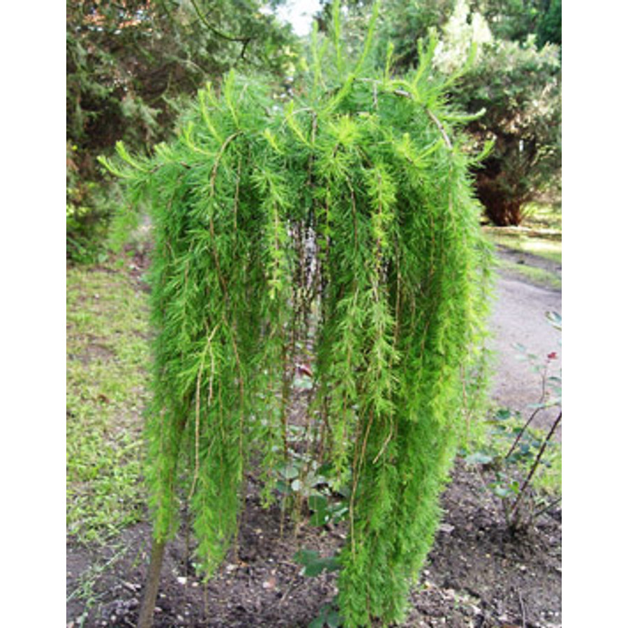 Larix decidua 'Puli' - Csüngő ágú vörösfenyő