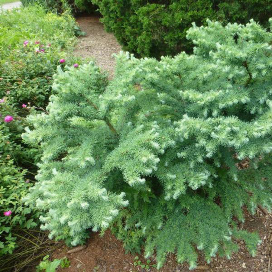 Larix kaempferi 'Blue Dwarf' – Japán vörösfenyő