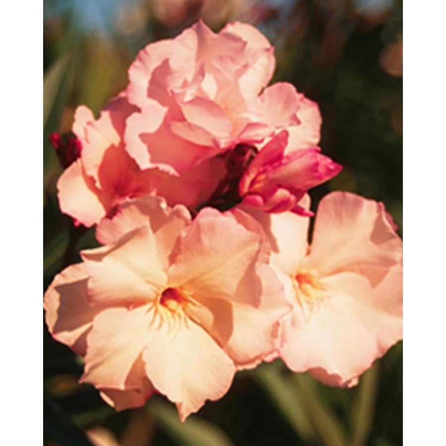 Nerium oleander 'Provence' - Télálló, barackszínű, teltvirágú leander