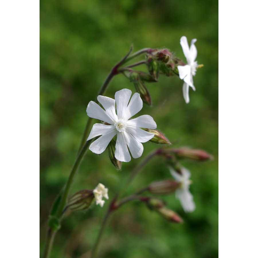 Melandrium album - Fehér mécsvirág