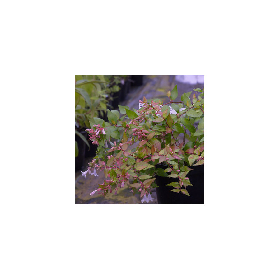 Abelia grandiflora 'Harlequin' – Nagyvirágú tárnicslonc