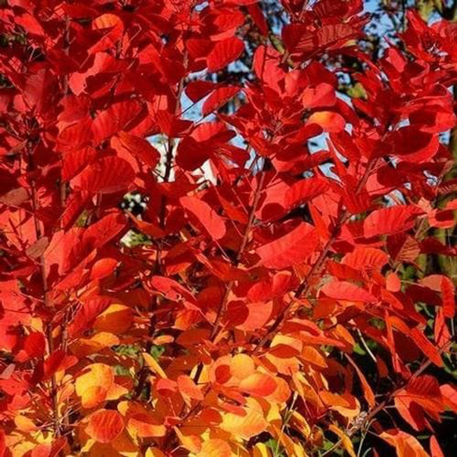 Cotinus coggygria 'Flamissimo' – Cserszömörce