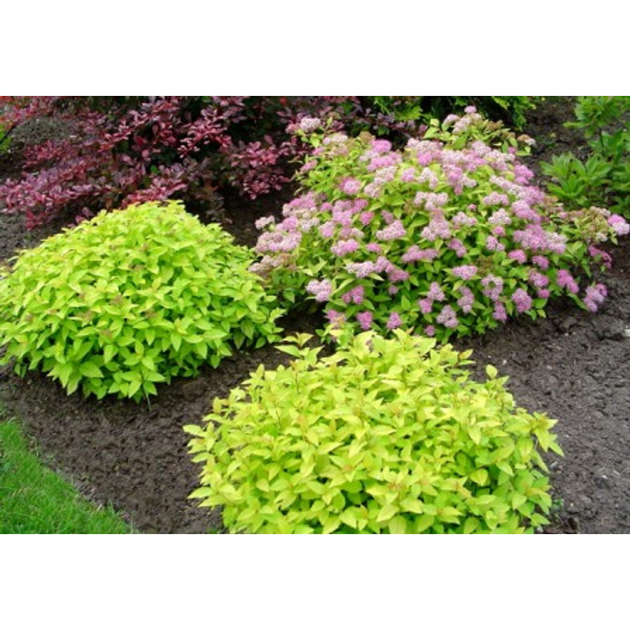 Aranylevelű japán gyöngyvessző - 'Golden Princess'