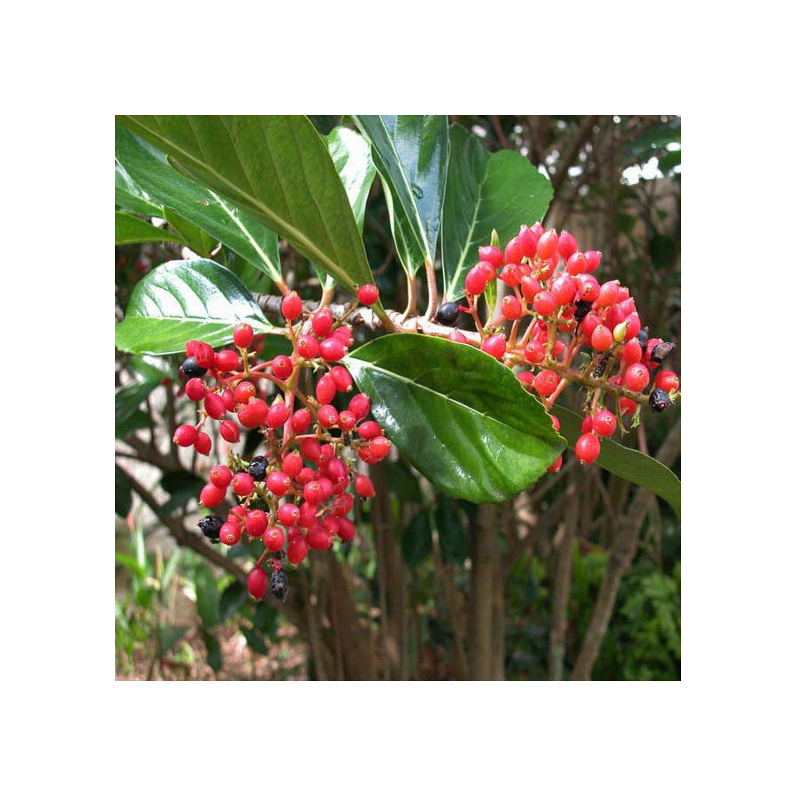 Viburnum odoratissimum var. 'Awabuki' – Korallbangita
