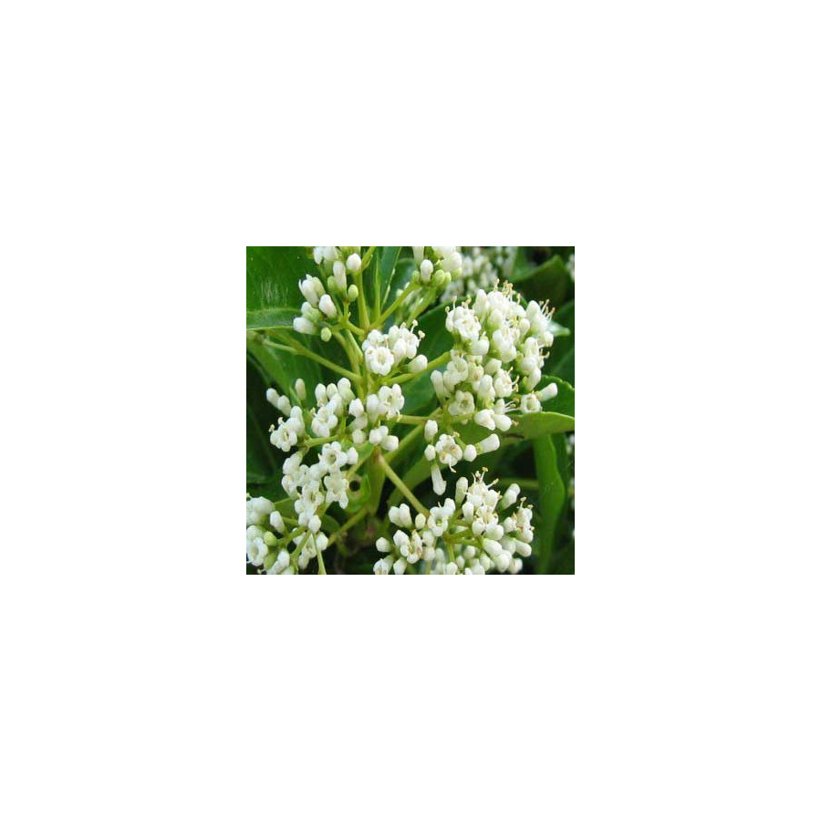 Viburnum odoratissimum var. 'Awabuki' – Korallbangita