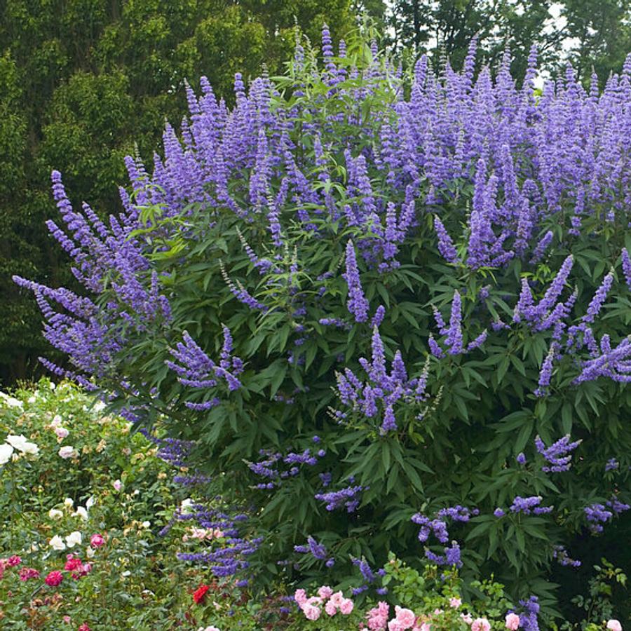 Vitex agnus-castus 'Delta Blues' – Illatos barátcserje