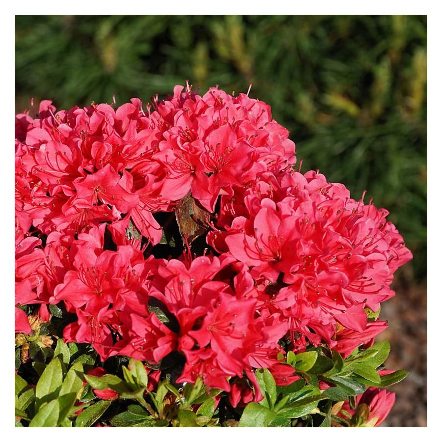 Azalea 'Geisha Red' – Azálea