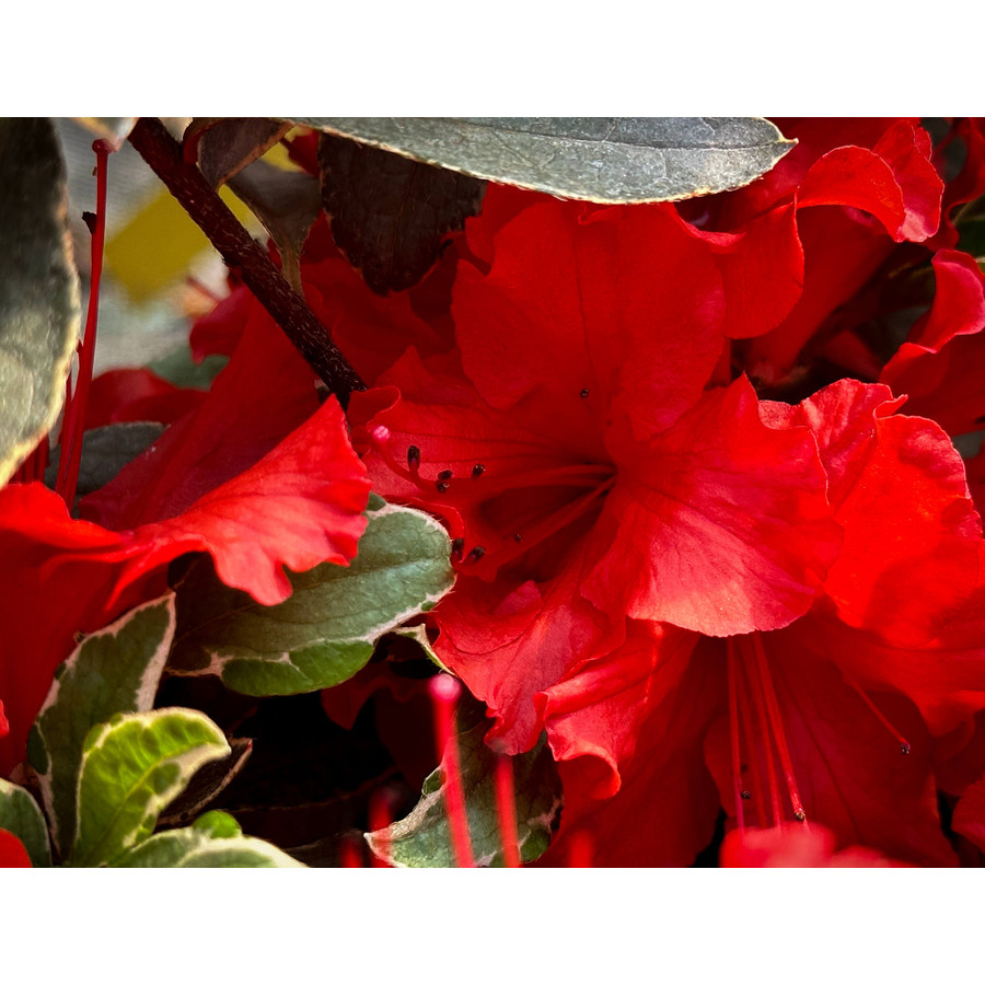Azalea japonica 'Hotshot Variegata' – Azálea