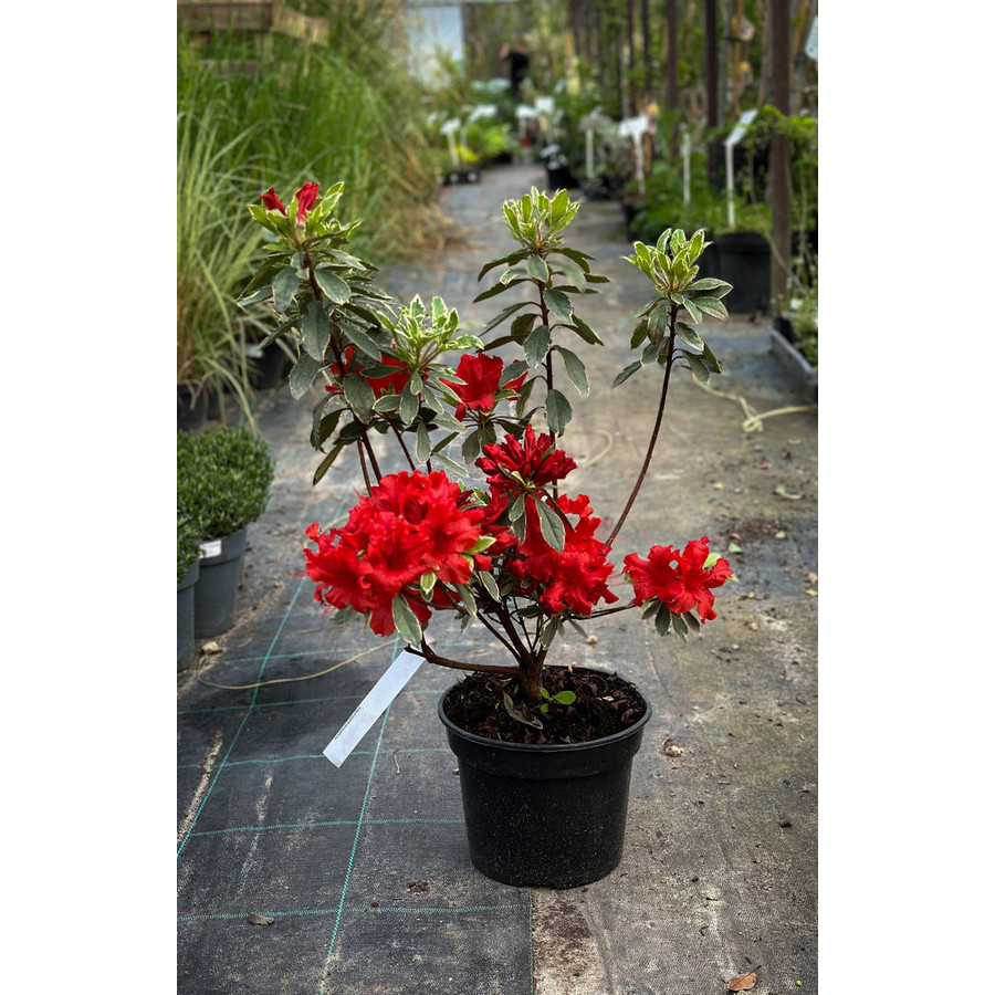 Azalea japonica 'Hotshot Variegata' – Azálea