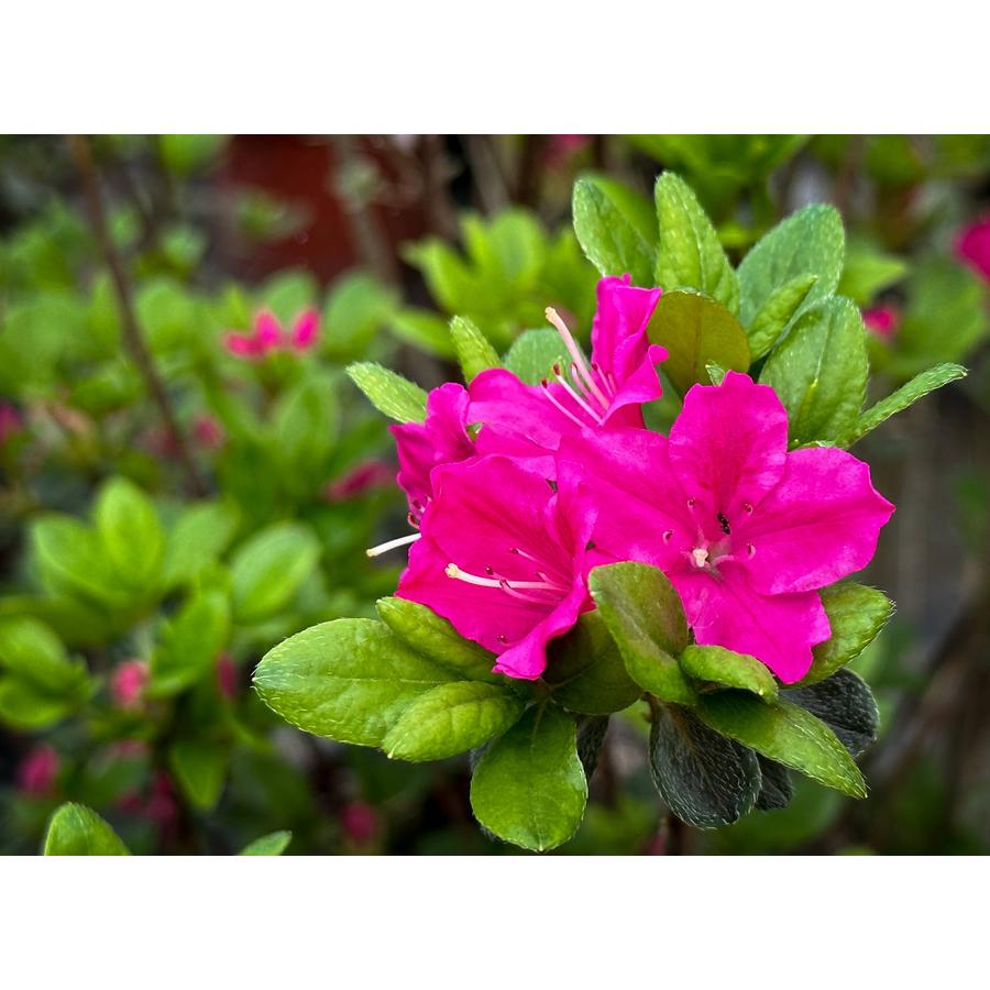 Azalea japonica 'Kermesina' – Azálea