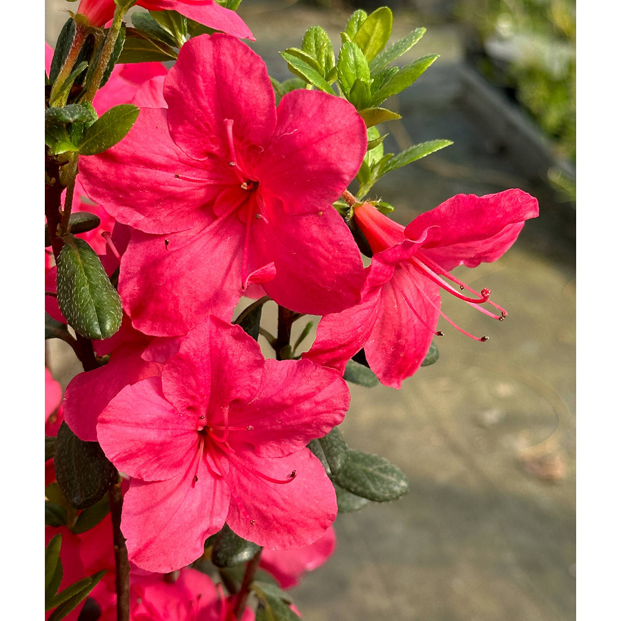Azalea japonica 'Moederkesdag' – Azálea