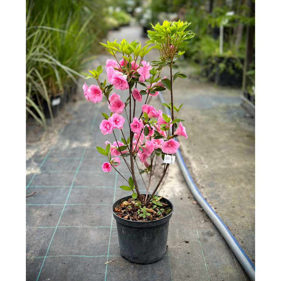 Azalea x 'Rosebud' – Azálea