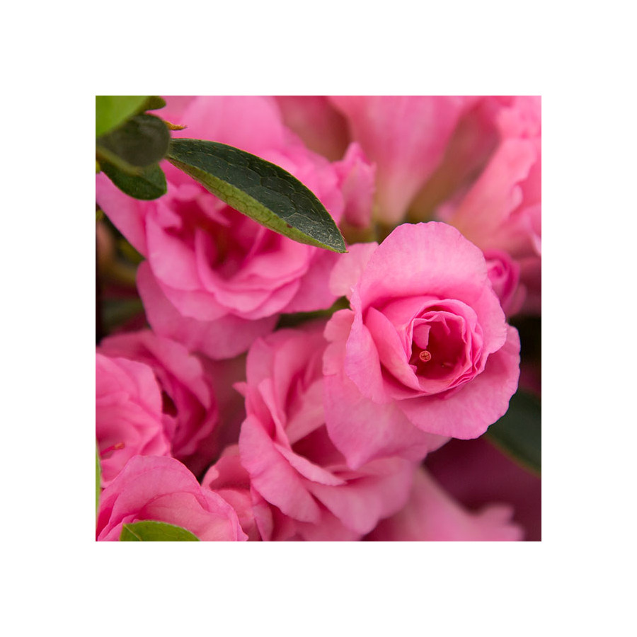 Azalea x 'Rosebud' – Azálea
