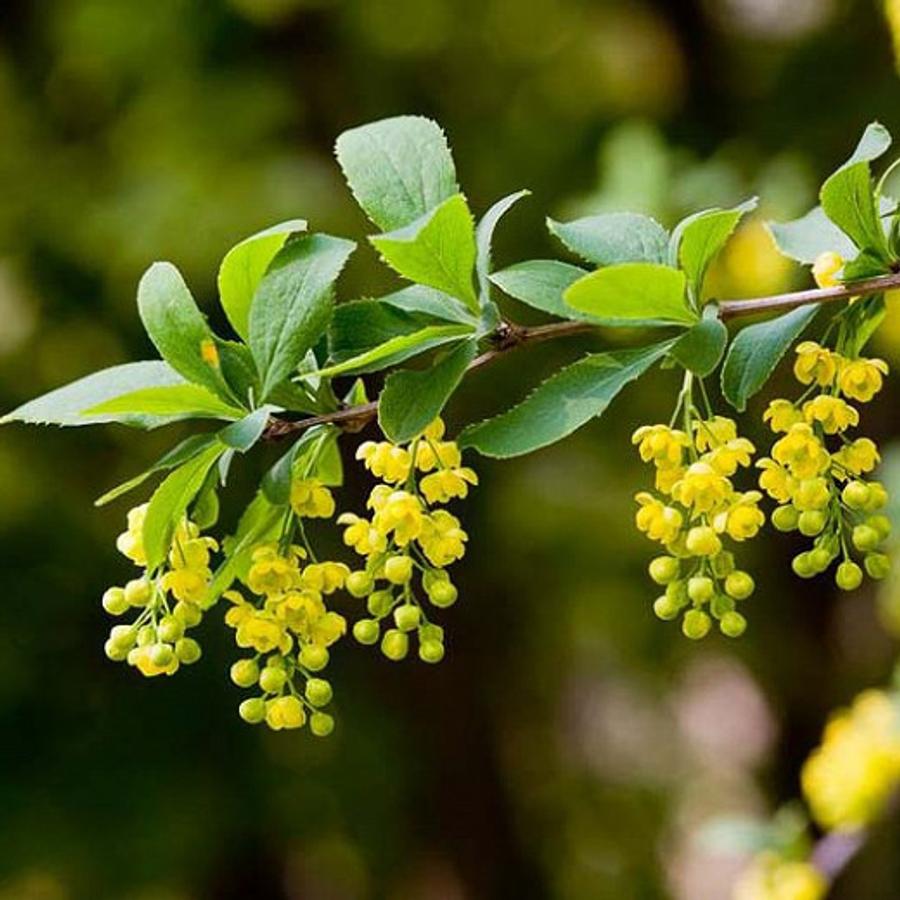 Berberis koreana – Koreai borbolya