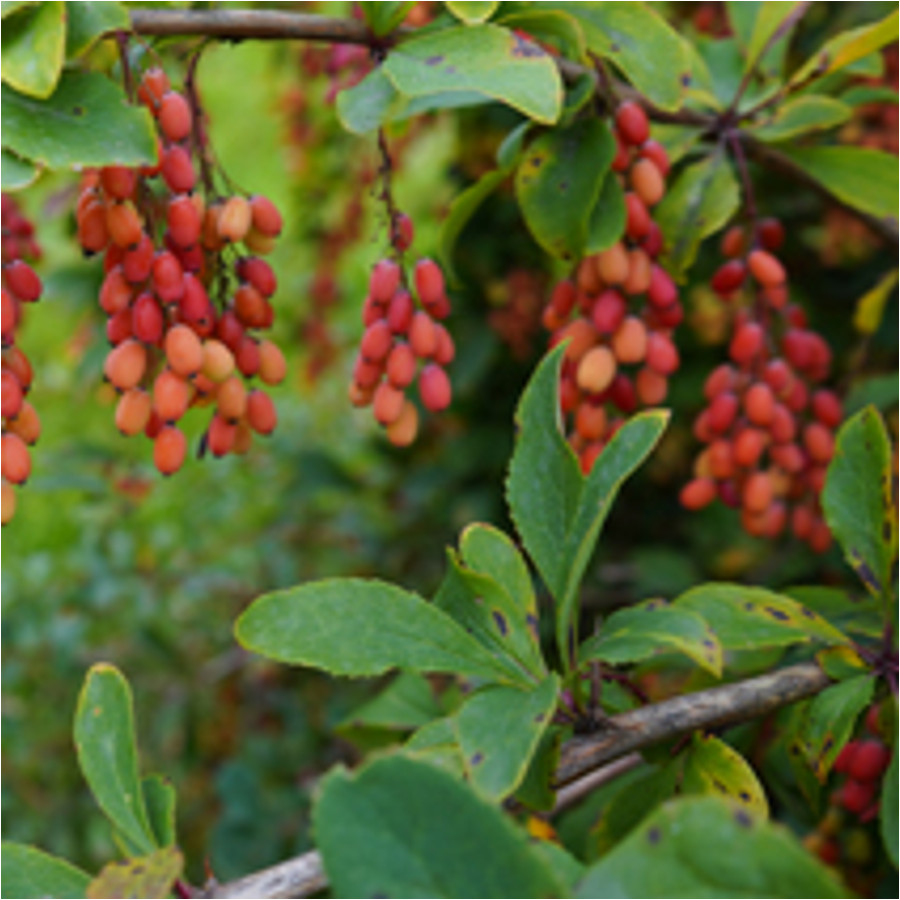 Berberis 'Profesor Sekowski' – Borbolya