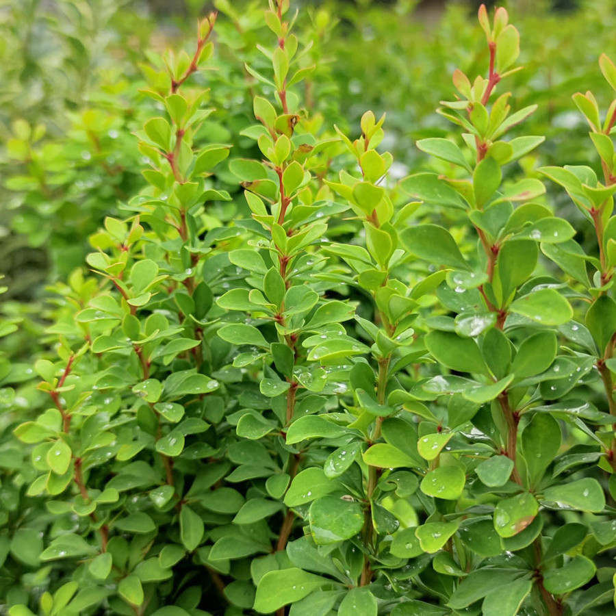 Berberis thunbergii 'Green Rocket' – Japán borbolya